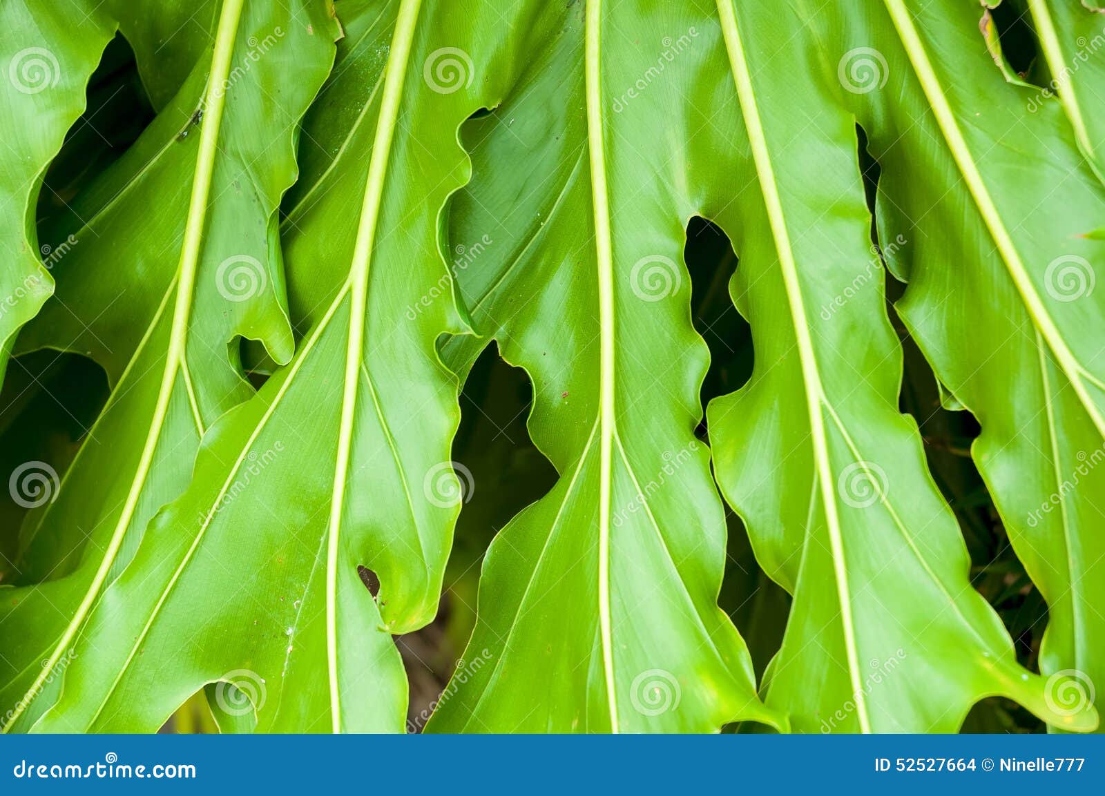 Philodendron Plant Leaf stock photo. Image of artificial - 52527664