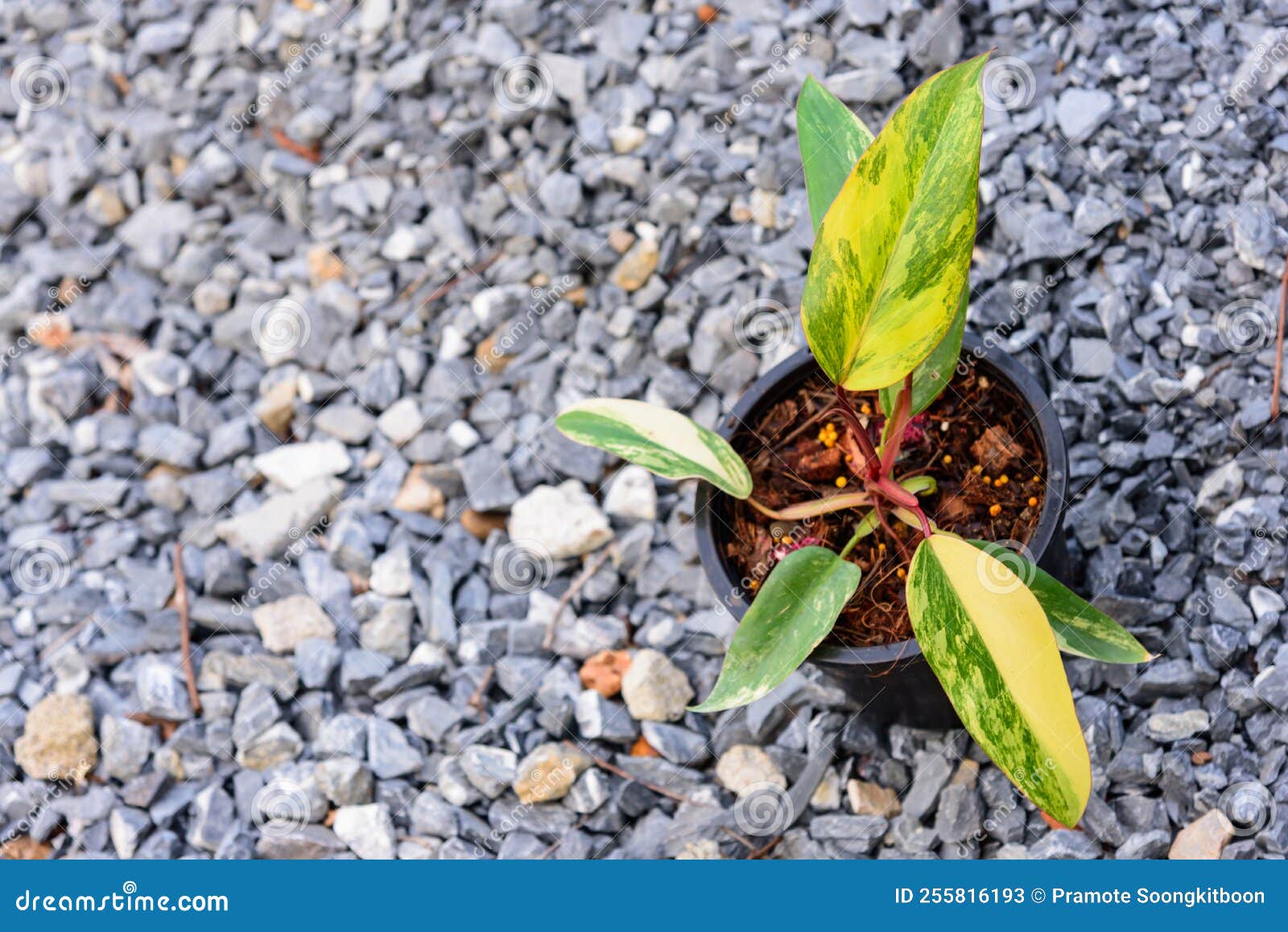 Philodendron Red Emerald / Philodendron Stawberry Shake Stock Image ...