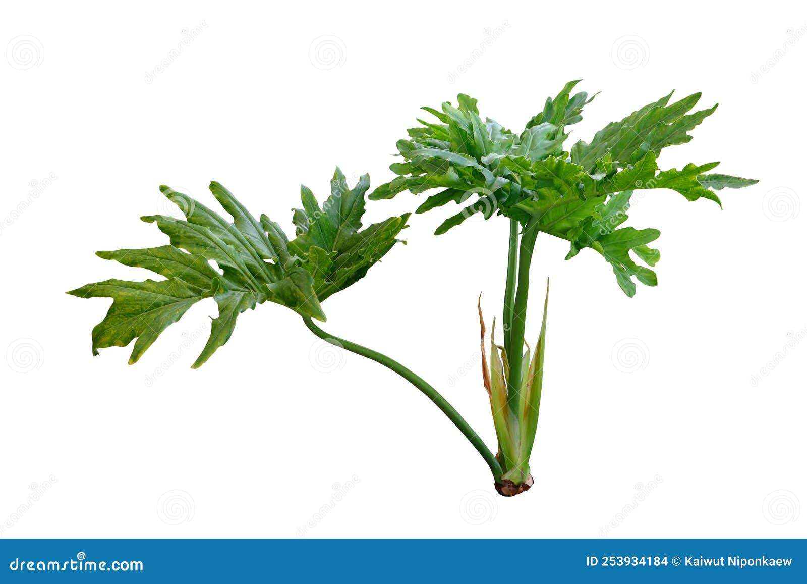 Philodendron selloum plant stock photo. Image of nature - 253934184