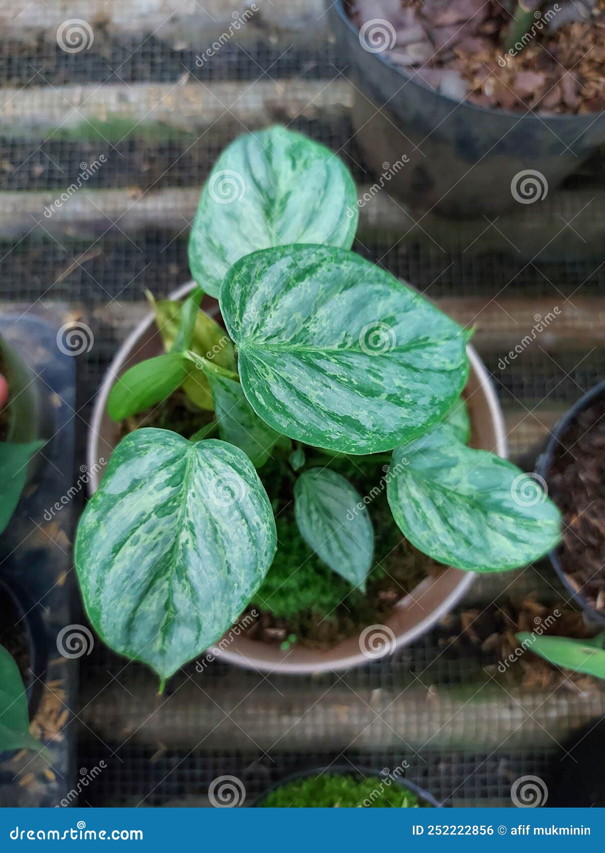 Philodendron Sodiroi Variegated Stock Photo - Image of philodendron ...