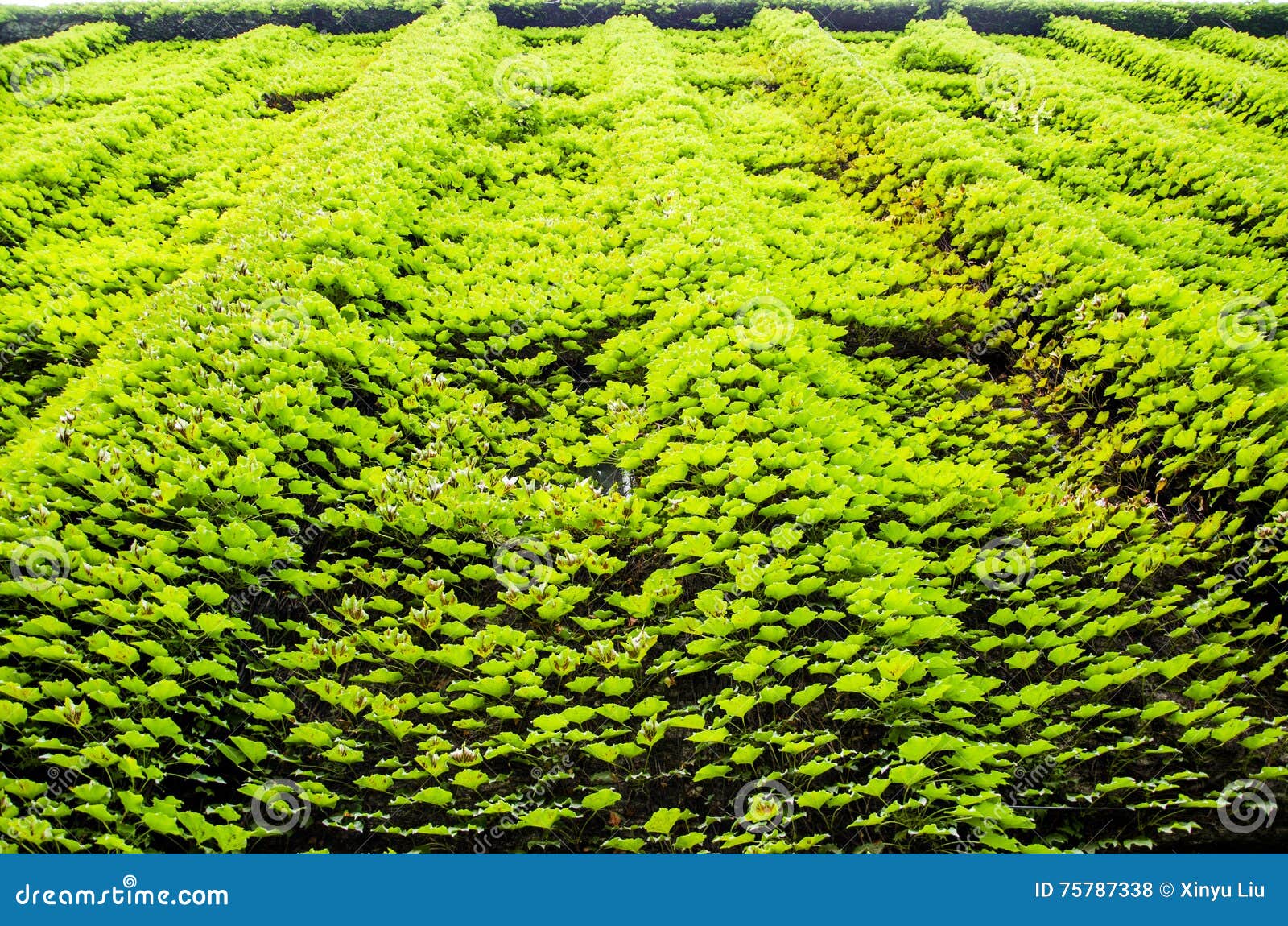 Philodendrons wall stock photo. Image of building, vine - 75787338