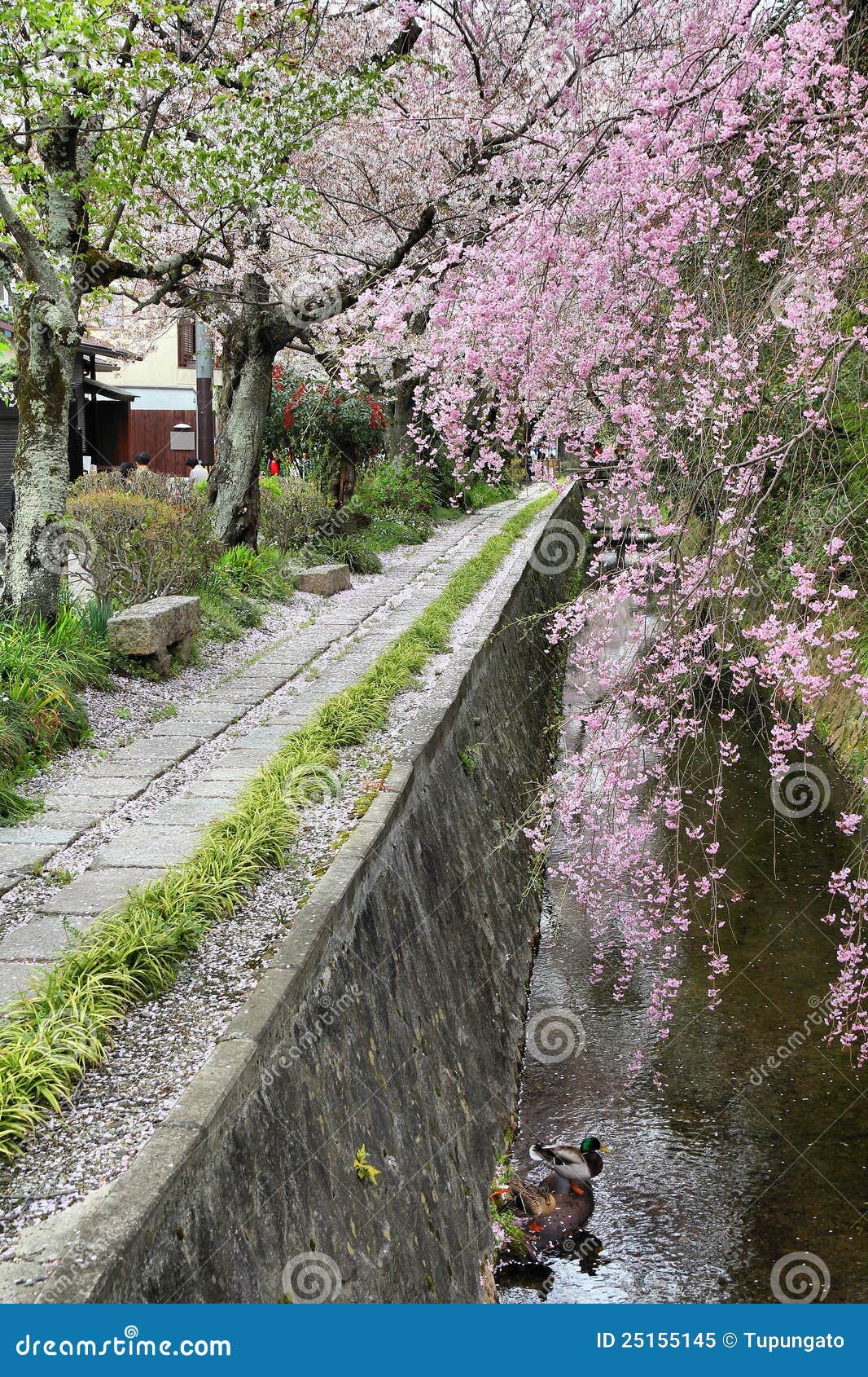 Philosopher S Walk in Kyoto Stock Image - Image of kyoto, landmark ...