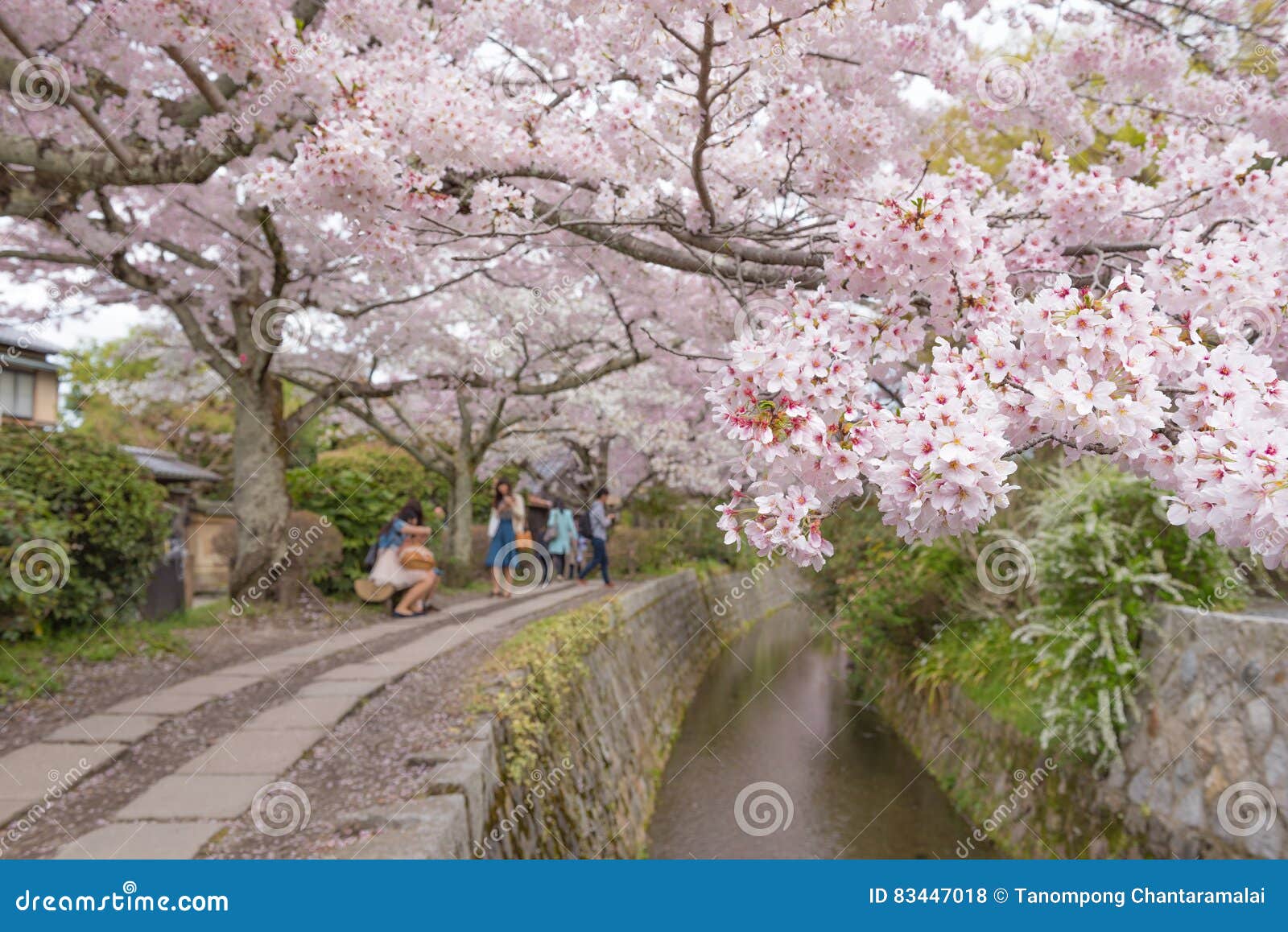 Philosopher`s Walk with Sakura Cherry Blossom Editorial Stock Photo ...