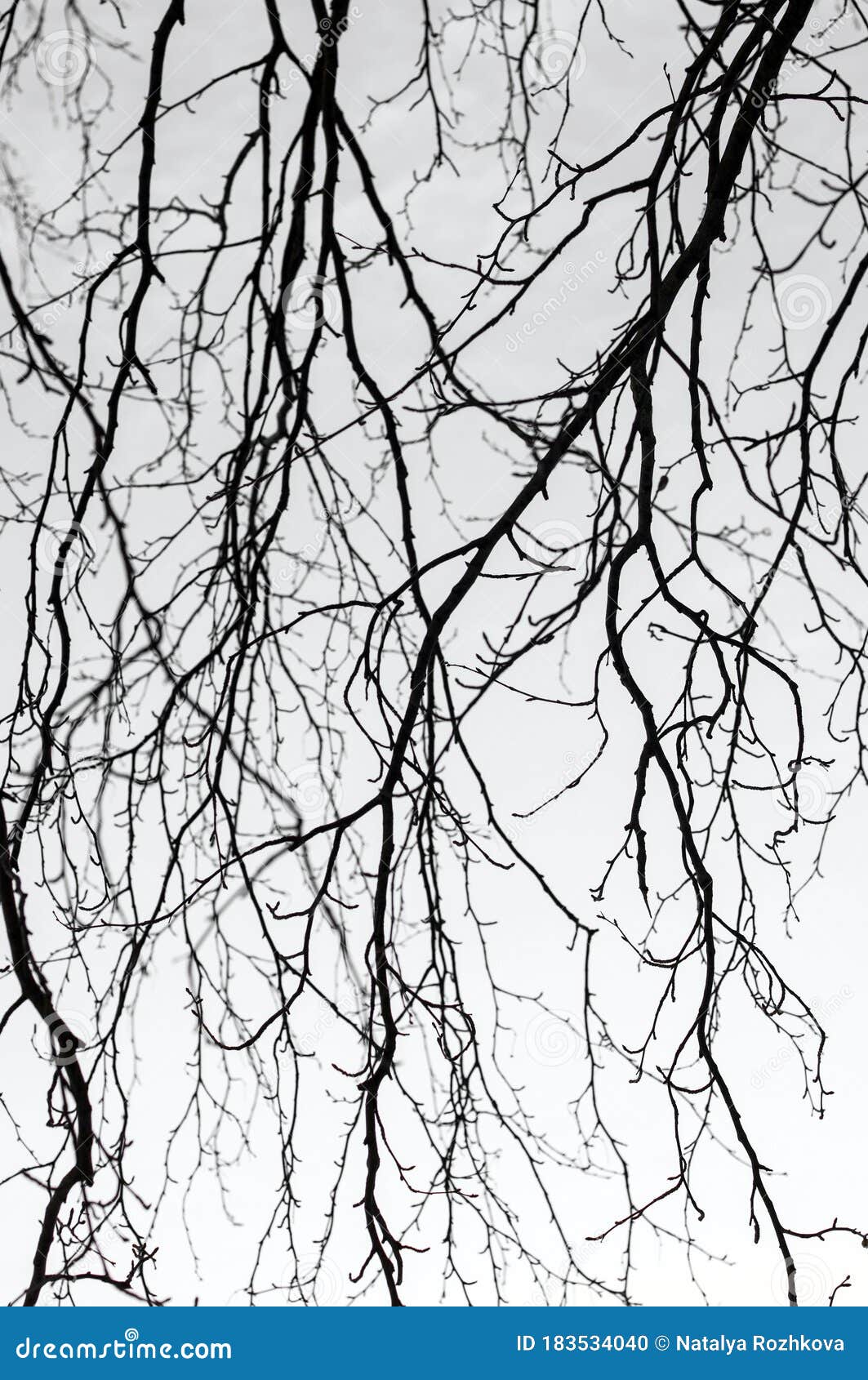 Contemplation Branch of Tree Stock Photo - Image of awakening, march ...