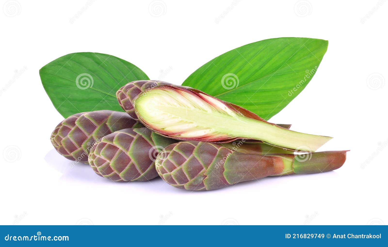 Phlai, Cassumunar Ginger, Bengal Root Stock Image - Image of ...