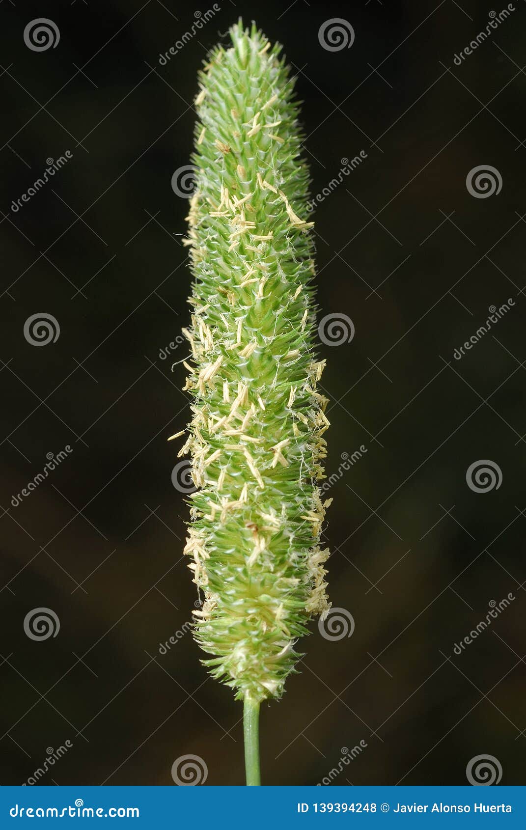 Phleum Pratense, Allergens Plants Stock Photo - Image of fodder ...