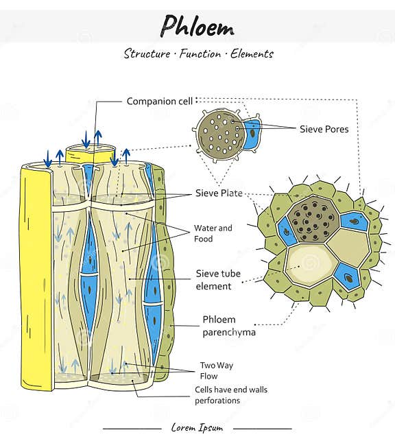 Phloem Function Illustration with Text Stock Vector - Illustration of ...