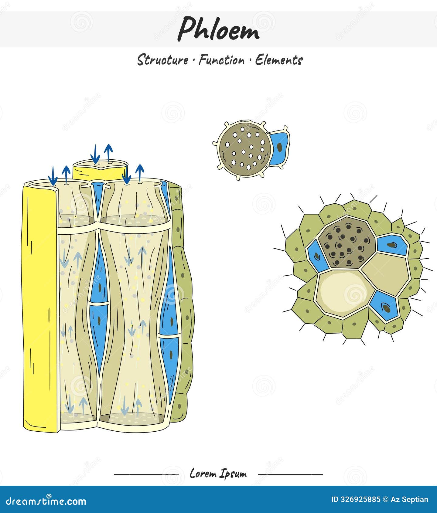 Xylem Structures And Elements Illustration With Text | CartoonDealer ...