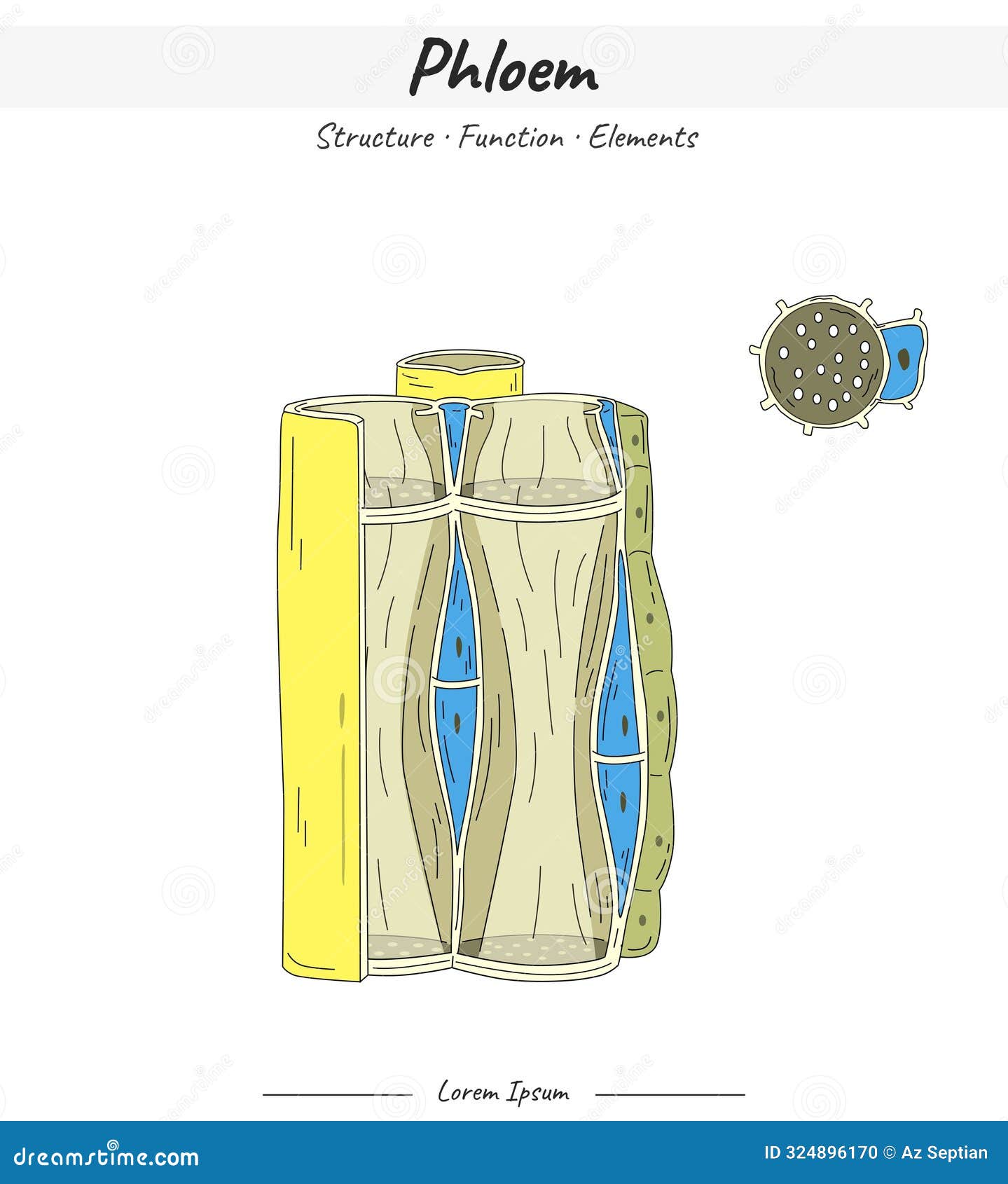 Phloem Structures And Elements Illustration | CartoonDealer.com #324896170