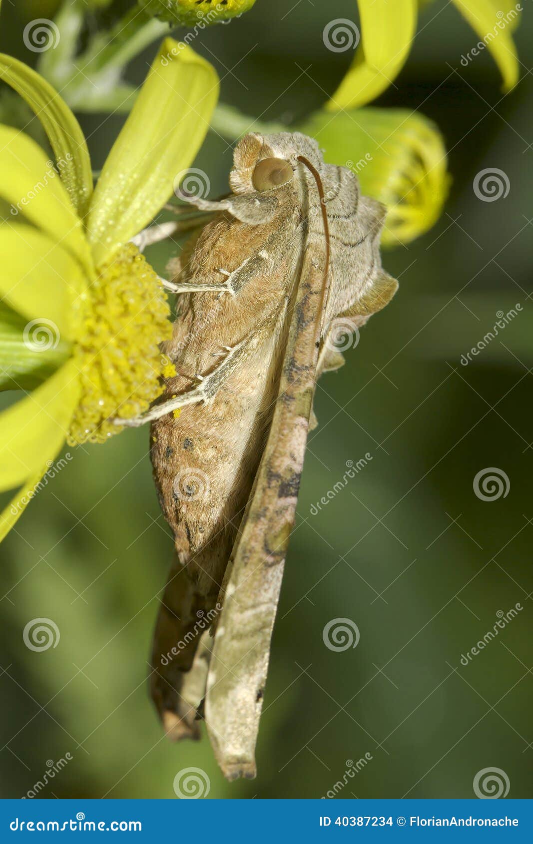 Phlogophora Meticulosa / the Angle Shades Moth Stock Photo - Image of ...