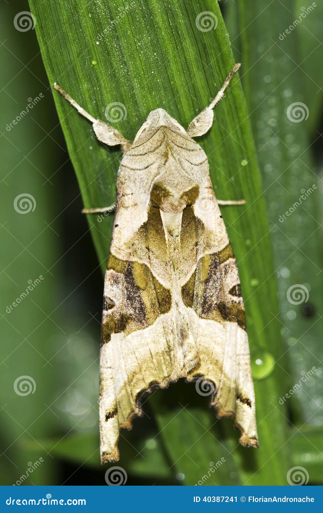Phlogophora Meticulosa / the Angle Shades Moth Stock Image - Image of ...