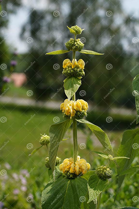 Phlomis Samia (Jerusalem Sage, Son of Samia) Stock Image - Image of ...