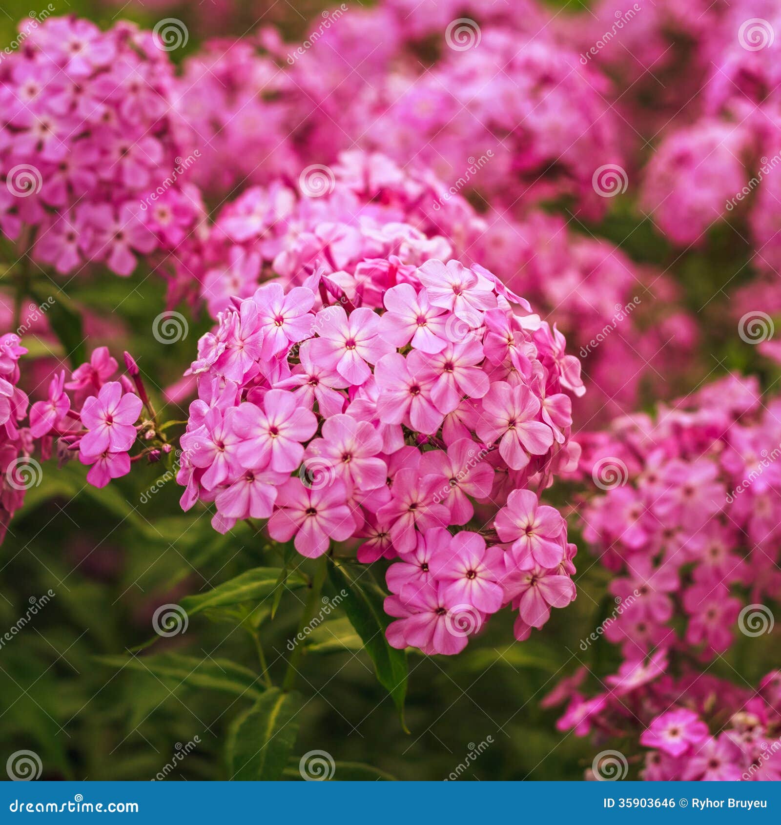 Phlox Flower stock photo. Image of flower, outdoor, natural - 35903646