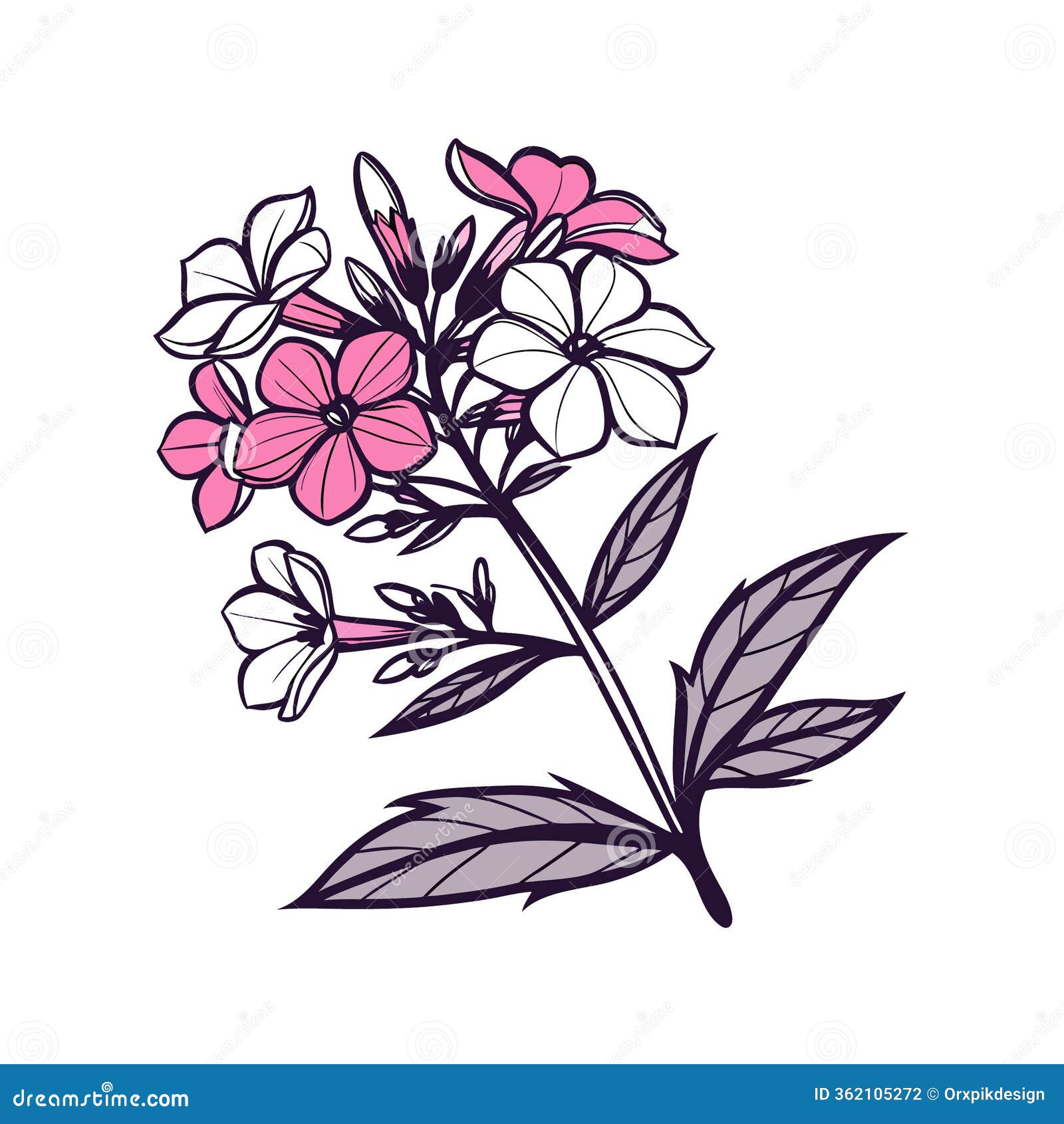 Phlox Flower Watercolor Illustration Set Isolated On White Royalty-Free ...