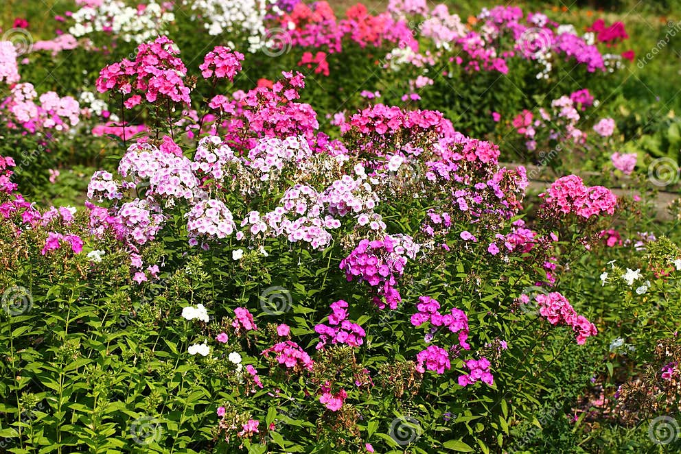 Phlox flowers stock image. Image of flora, plant, phlox - 81851187