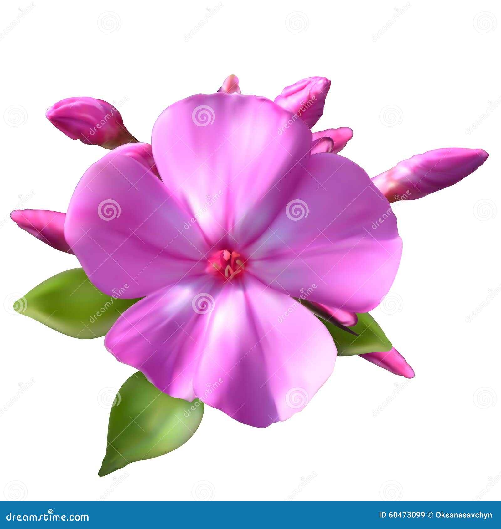 Phlox flowers stock vector. Illustration of realistic - 60473099