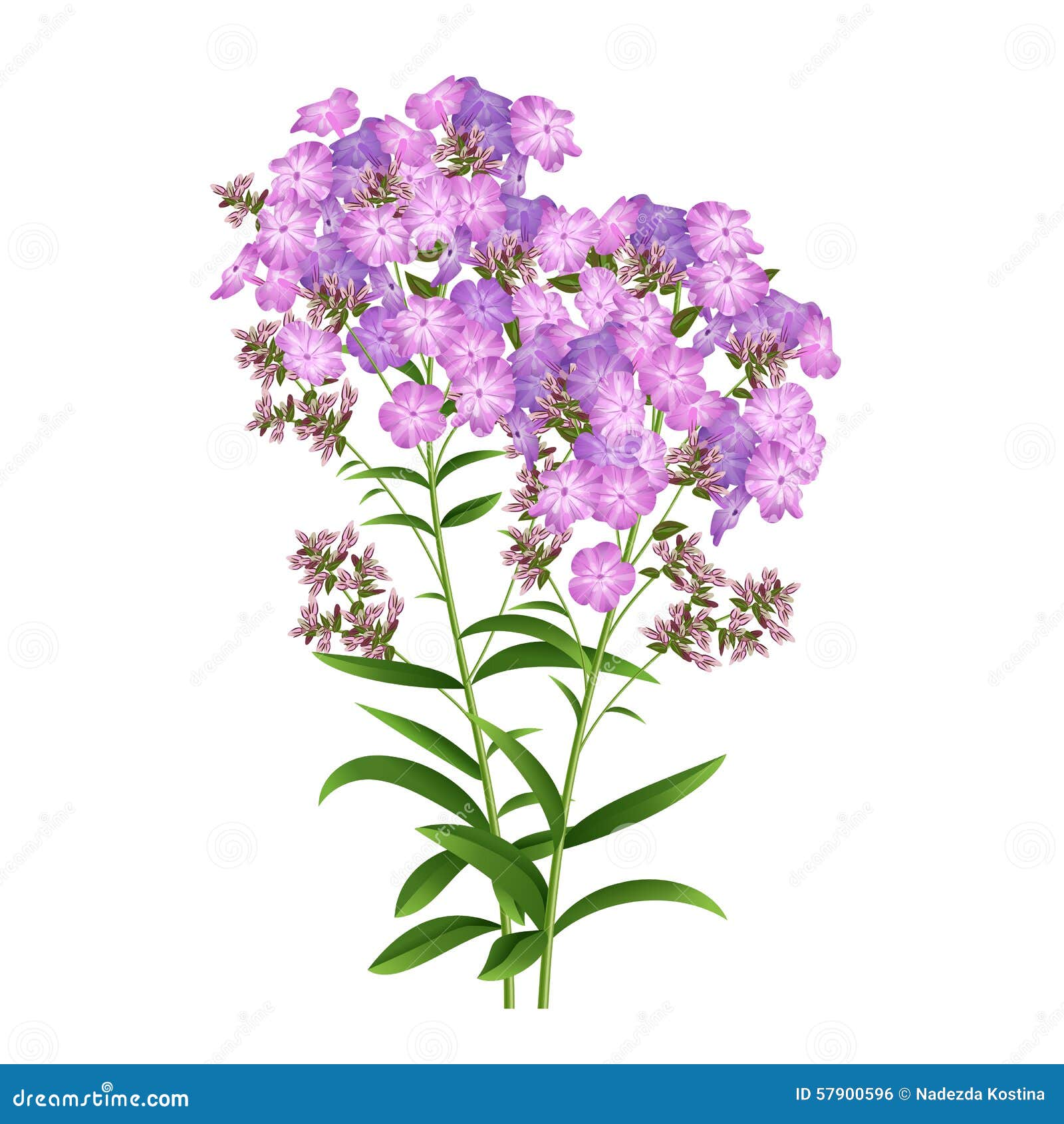 Phlox Flowers Vector stock vector. Illustration of autumn - 57900596