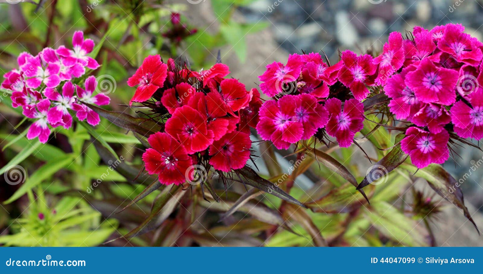 748 Phlox Colors Stock Photos - Free & Royalty-Free Stock Photos from ...