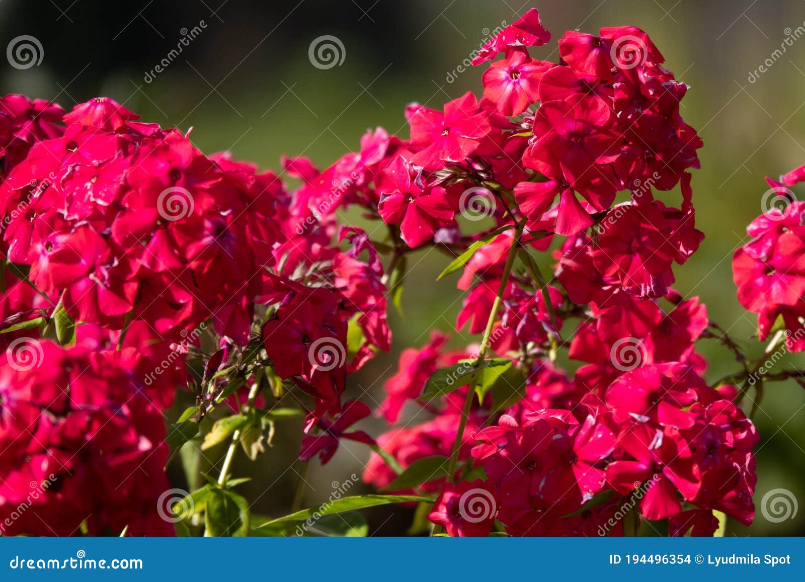 Phlox Paniculata, Fall Phlox, Garden Phlox Perennial Phlox Stock Photo ...