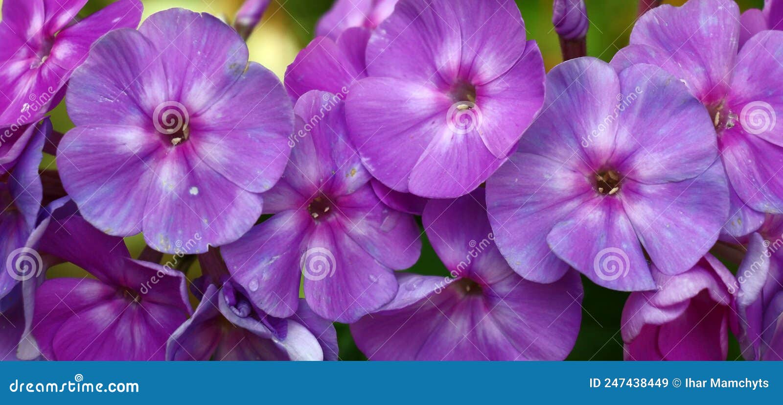 Violet phlox. Panorama. stock image. Image of botany - 247438449