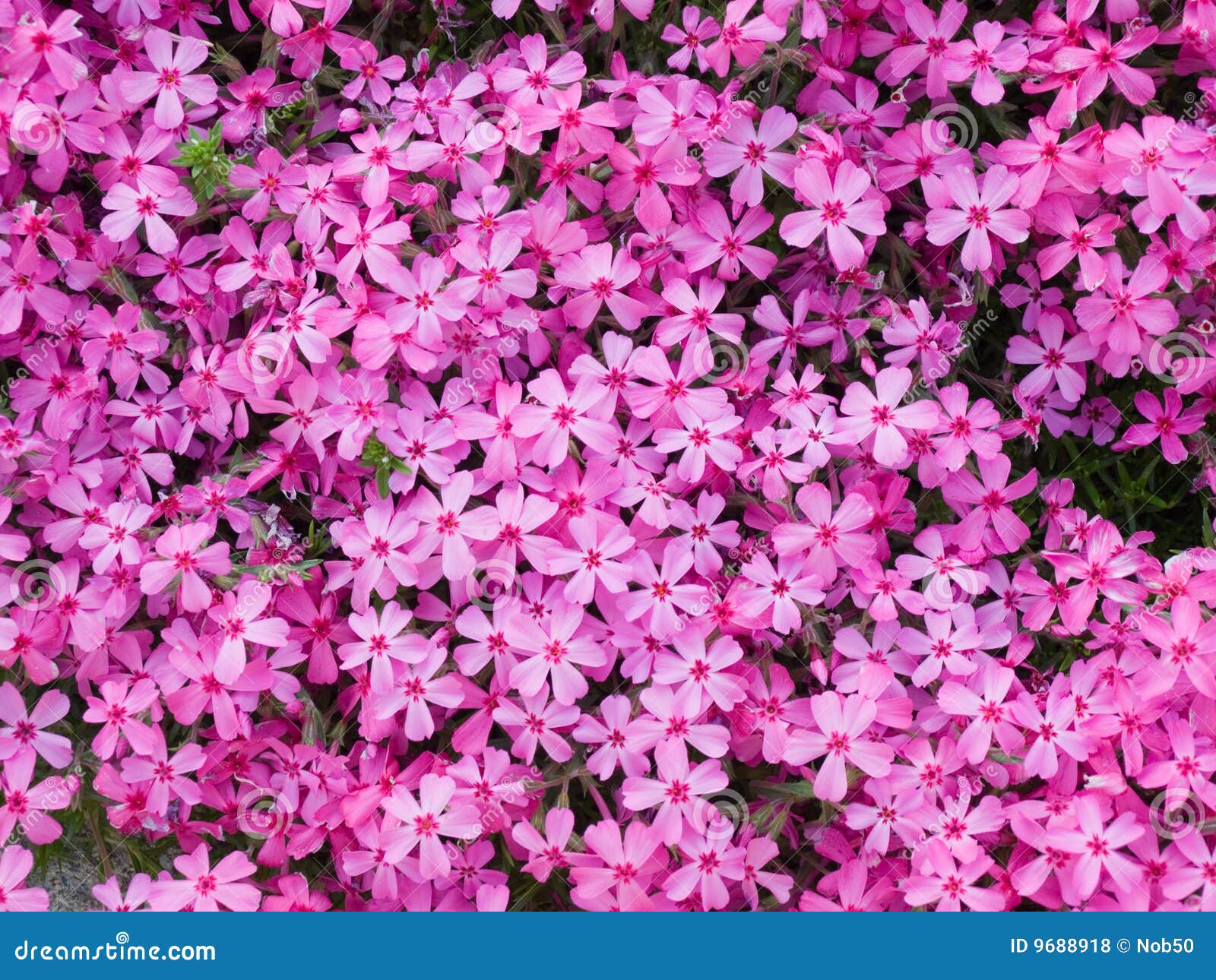 Phlox Subulata stock photo. Image of flower, pink, moss - 9688918