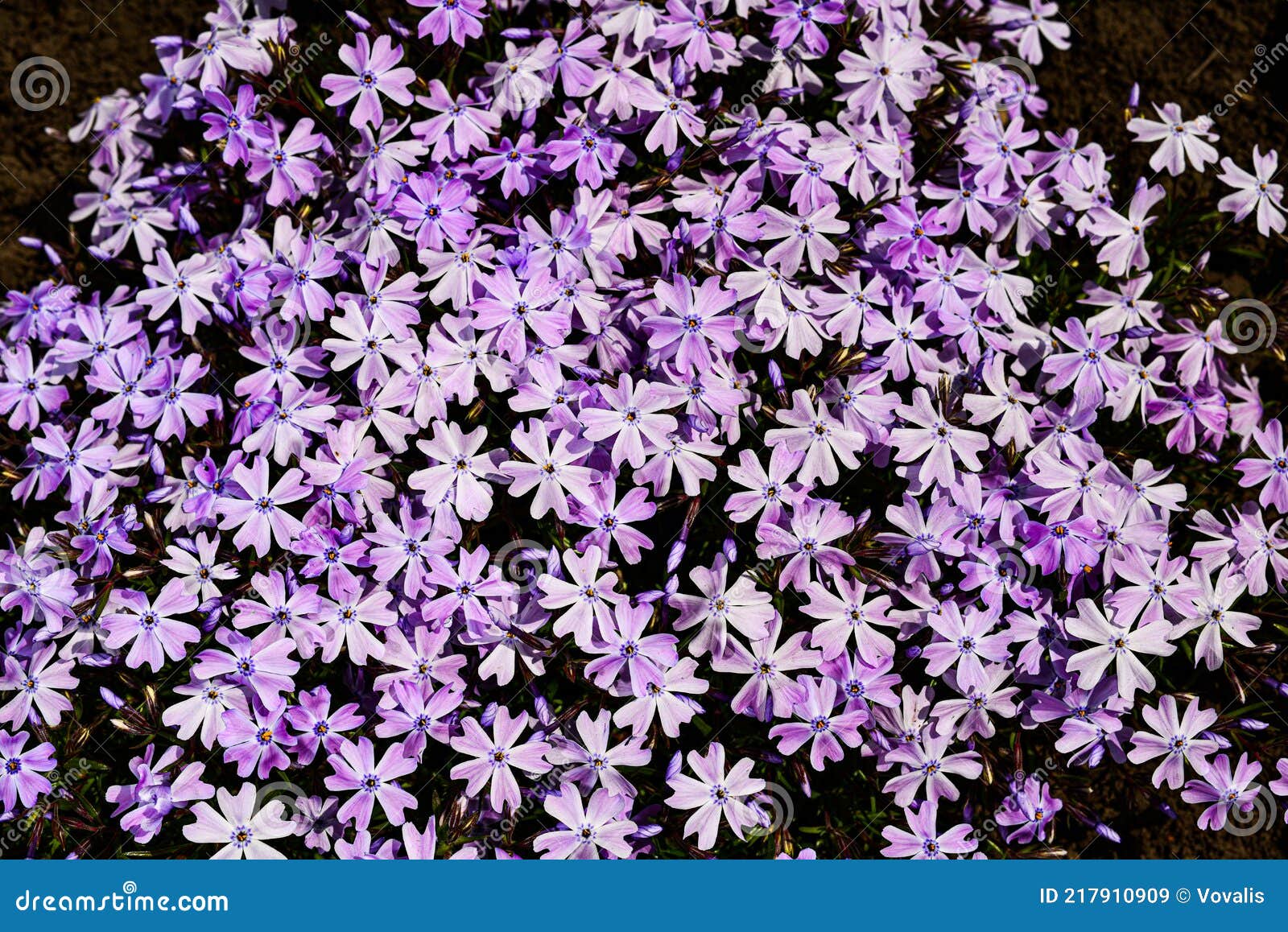 Phlox Subulata - Creeping Phlox, Moss Phlox, Moss Pink, or Mountain ...