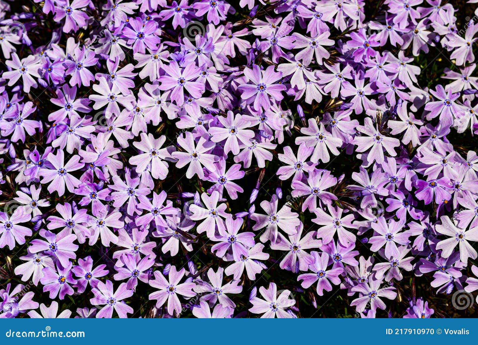 Phlox Subulata - Creeping Phlox, Moss Phlox, Moss Pink, or Mountain ...