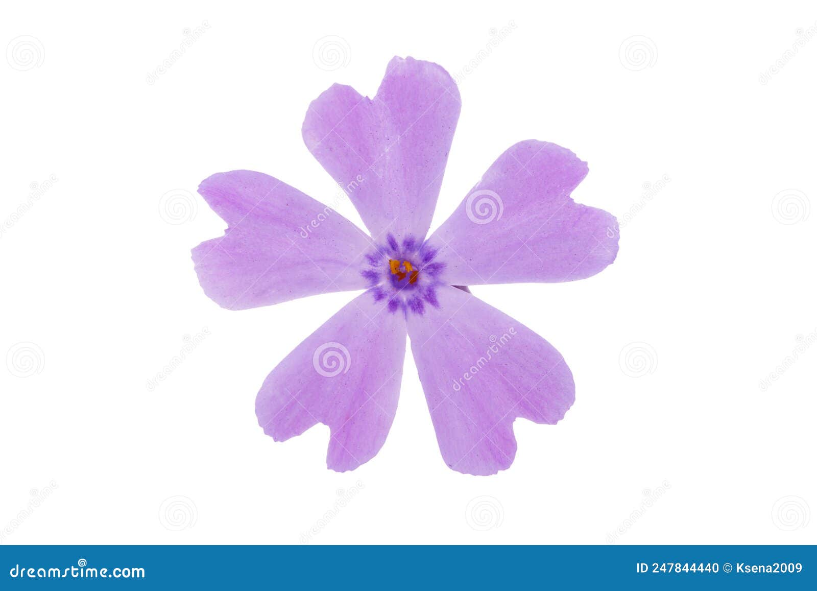 Phlox subulate isolated stock photo. Image of botany - 247844440