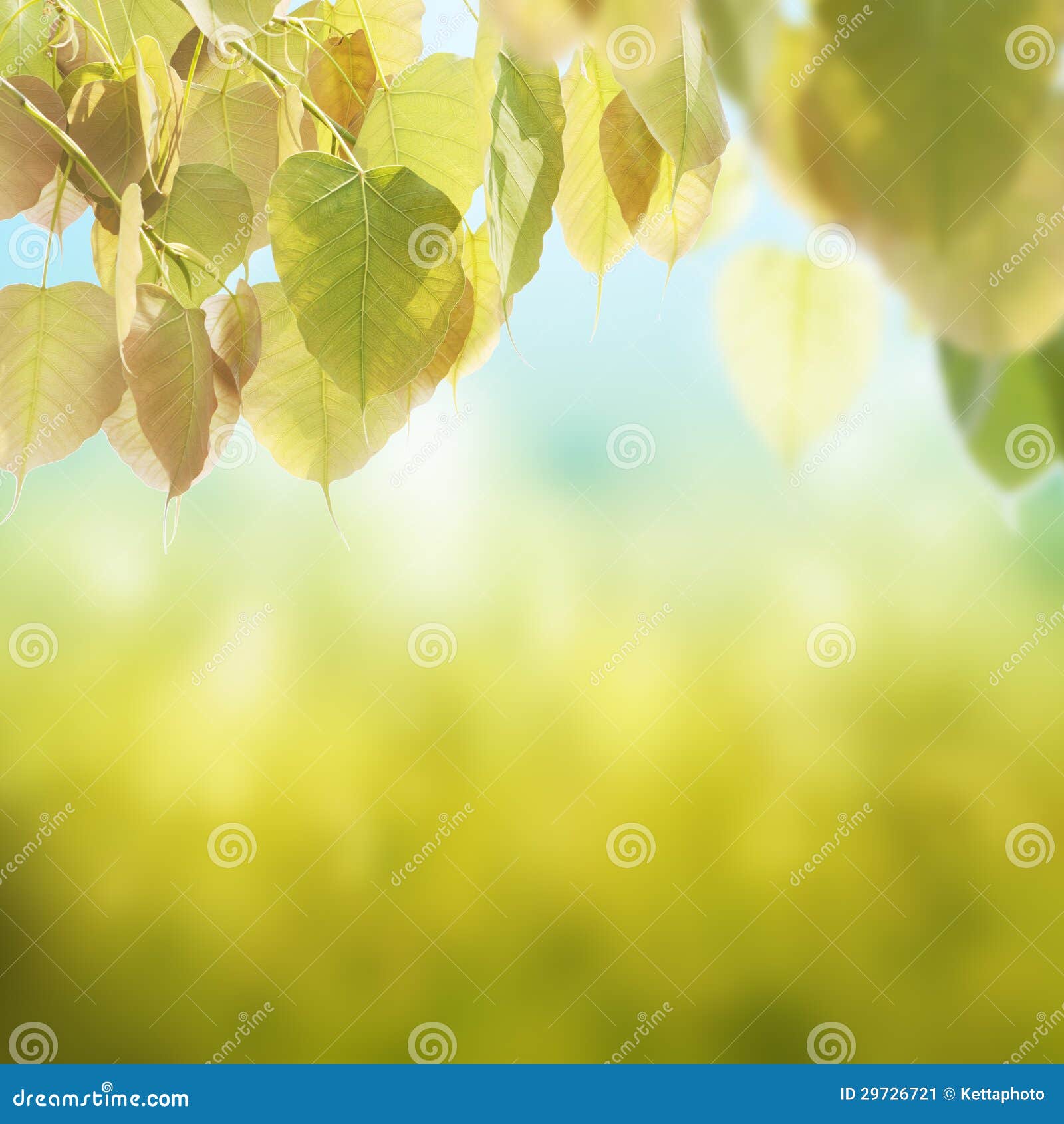 Pho or bodhi stock image. Image of detail, flora, gaya - 29726721