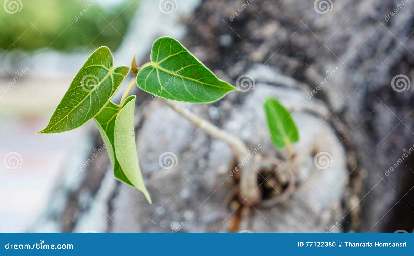 Pho or Bodhi Leave stock photo. Image of flora, grow - 77122380