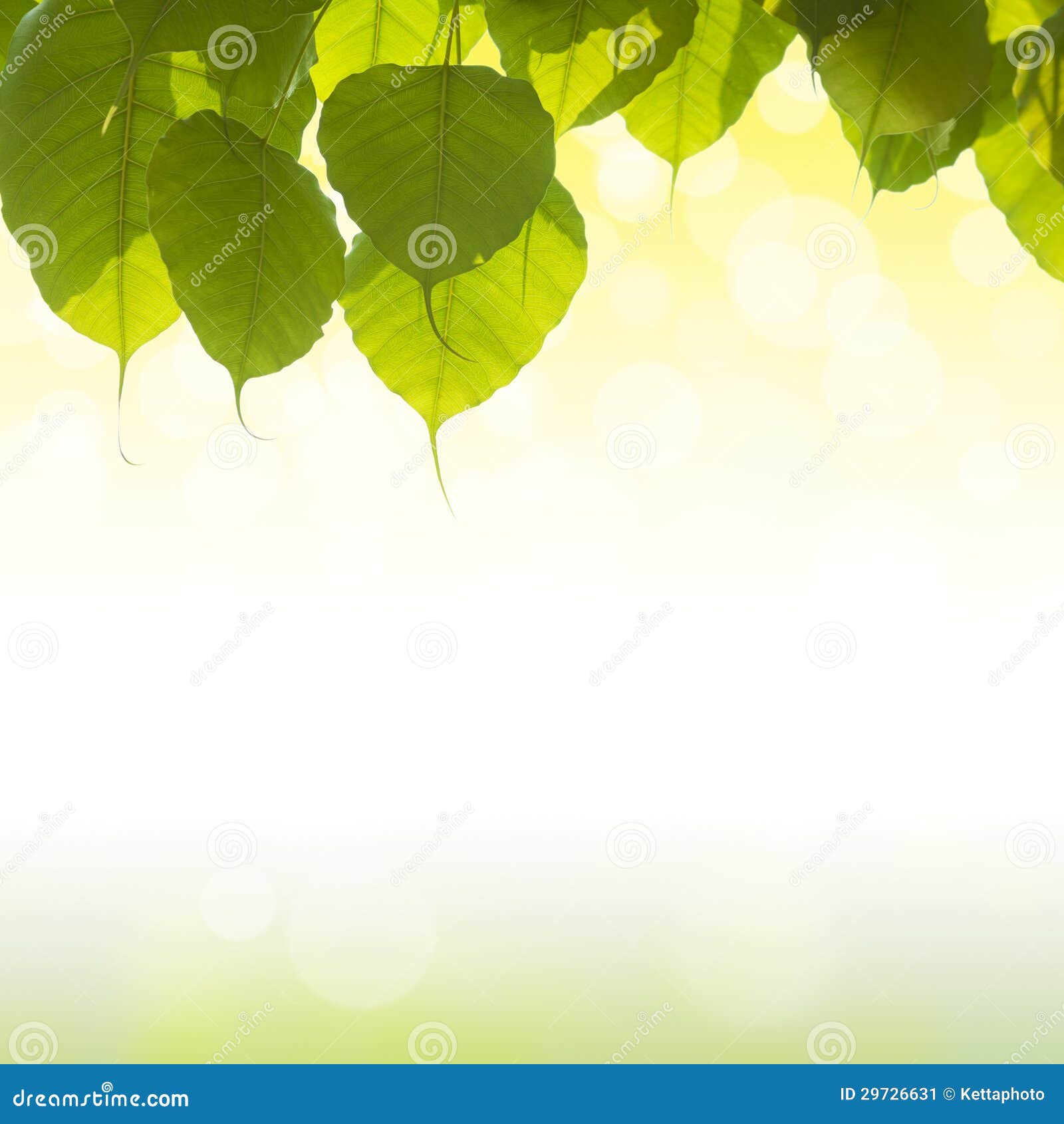 Pho or bodhi stock illustration. Illustration of botany - 29726631