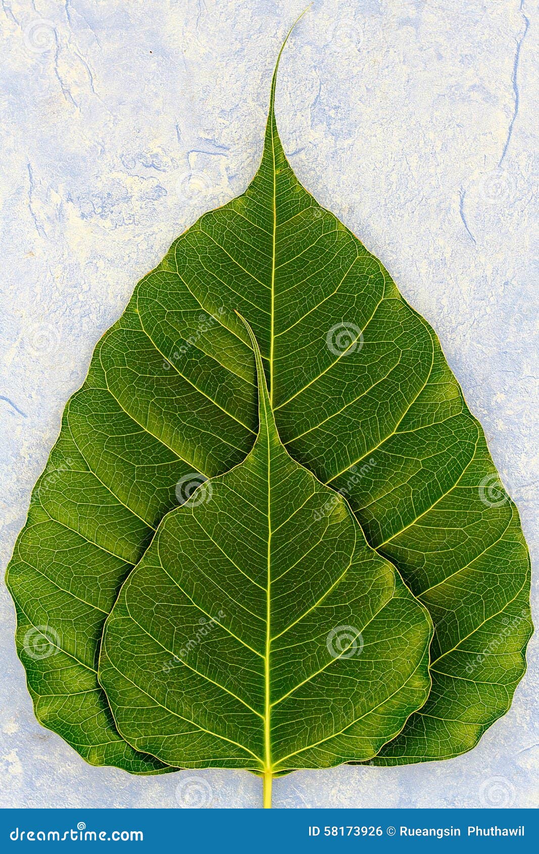 Pho leaf stock photo. Image of botany, bright, buddhism - 58173926