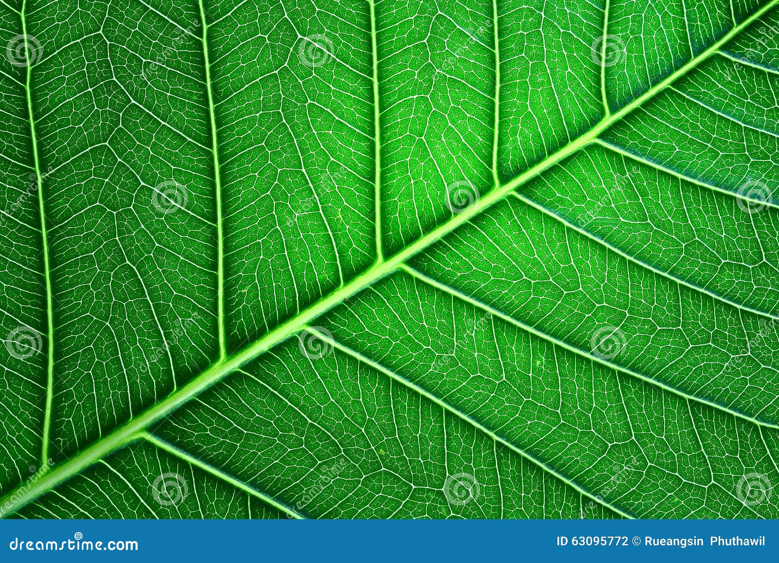 Pho leaf stock photo. Image of color, buddhist, detail - 63095772