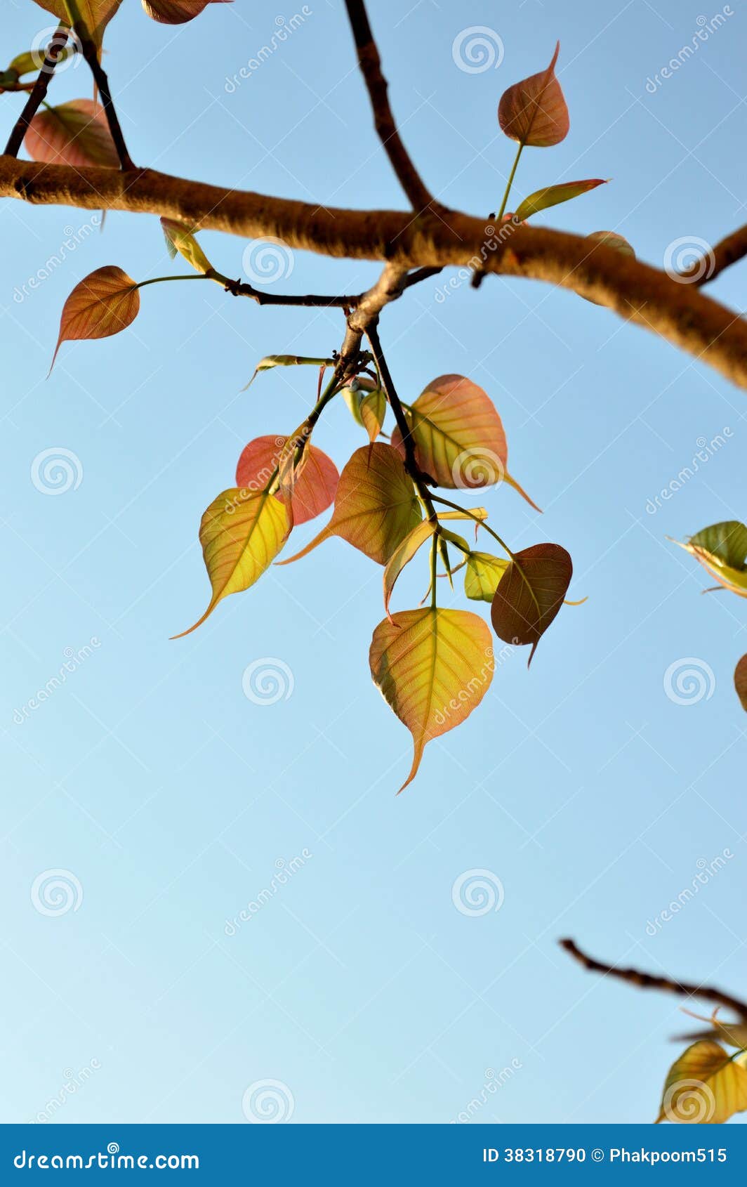 Pho leaf of thailand stock photo. Image of leaf, background - 38318790