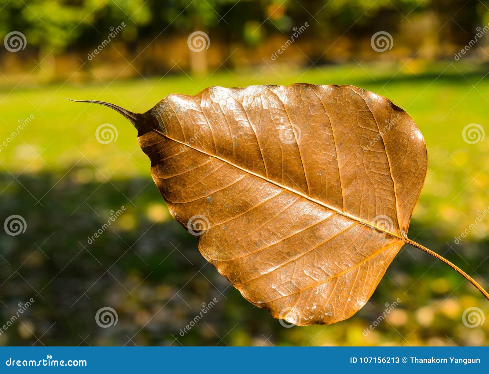 Pho Leaf, Tree of Buddhism Symbol. Thai National Religion. Stock Image ...