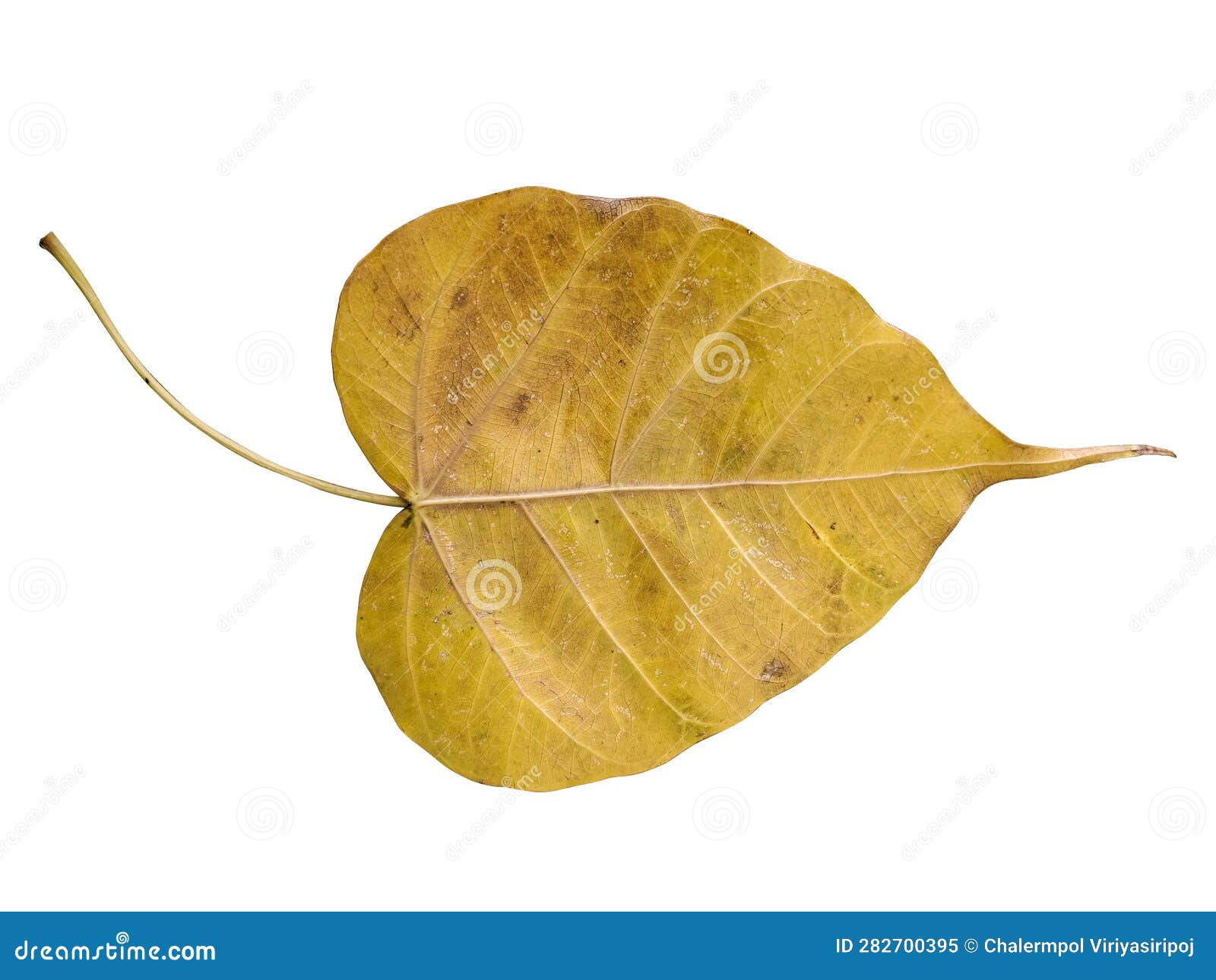 Pho Leaves Isolated on White Stock Image - Image of vibrant, shrub ...