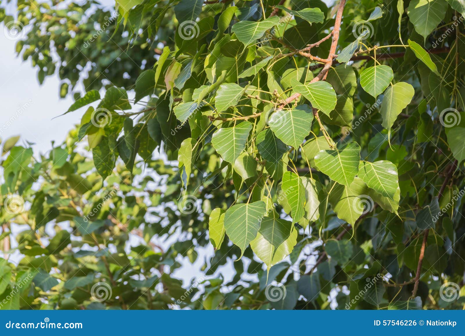Pho leaves on tree stock photo. Image of ancient, bodhi - 57546226