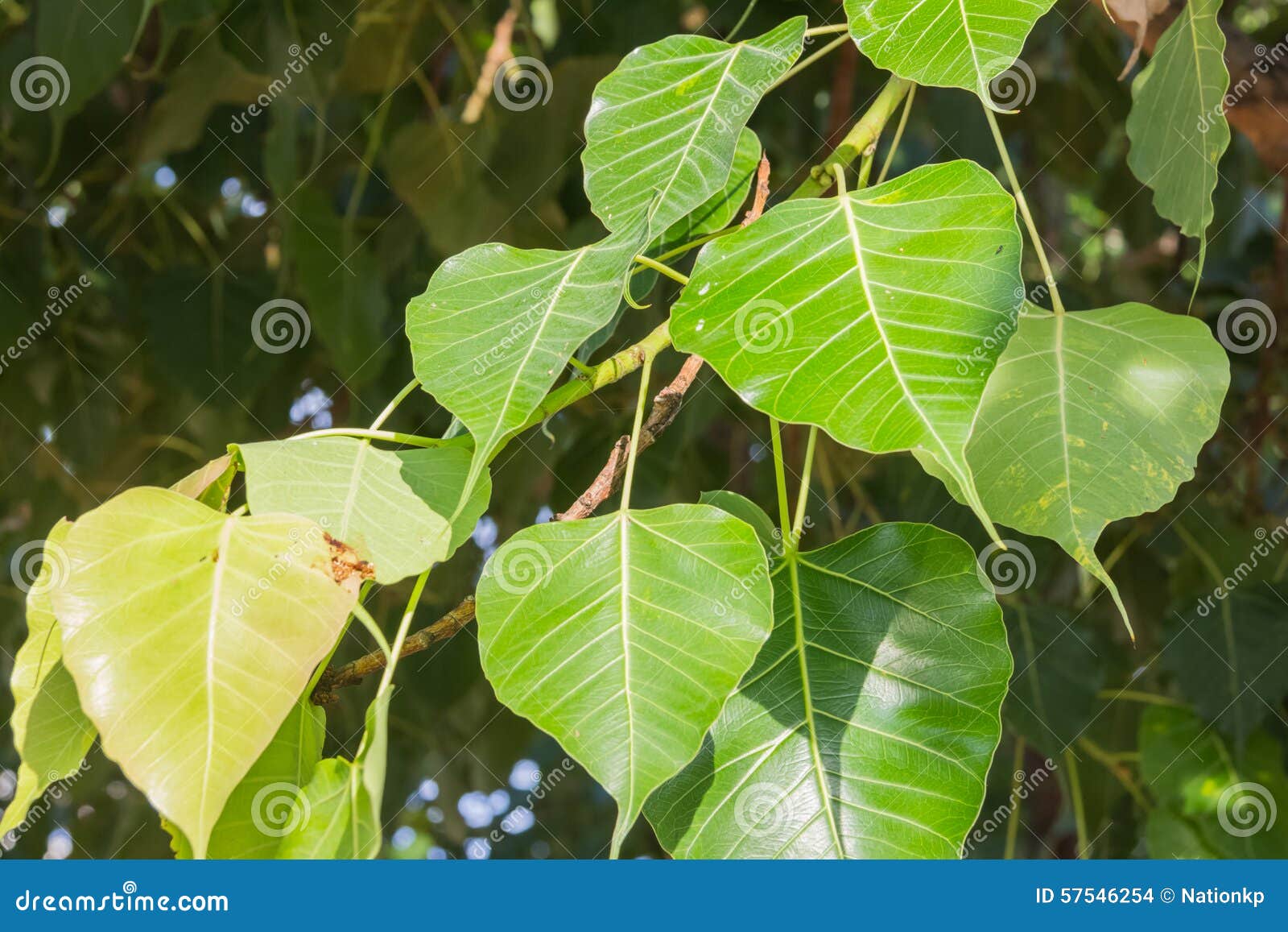 Pho leaves on tree stock photo. Image of growth, outdoor - 57546254