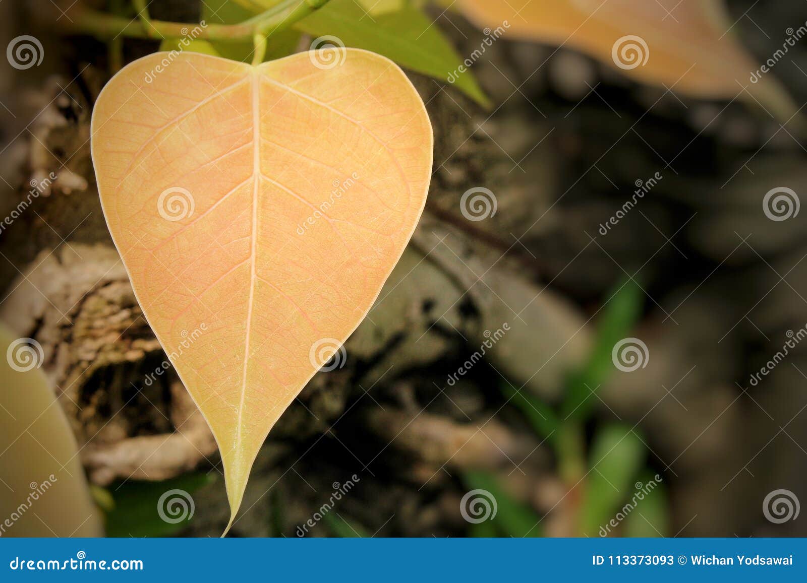 Pho is the Symbol of Buddhism in Thailand Stock Image - Image of bodhi ...