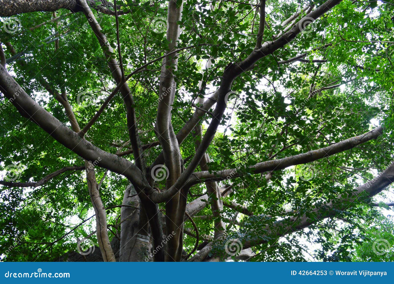 Pho tree stock image. Image of flora, nature, bright - 42664253