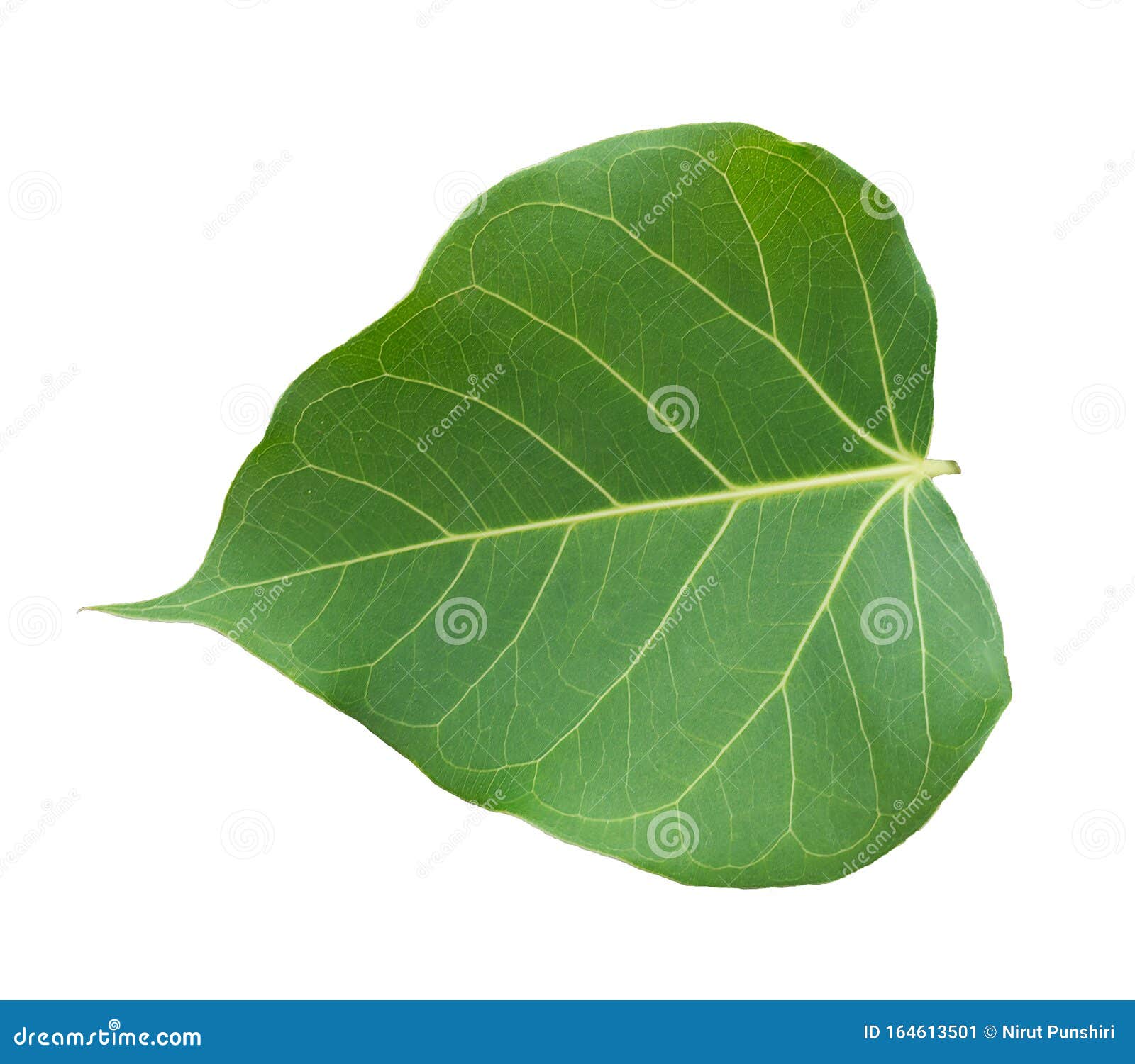 Pho tree leaves stock image. Image of line, light, garden - 164613501