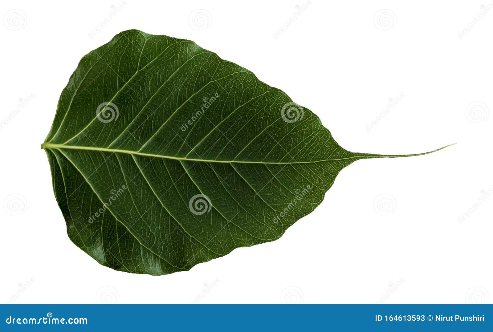 Pho tree leaves stock image. Image of grow, detail, bright - 164613593