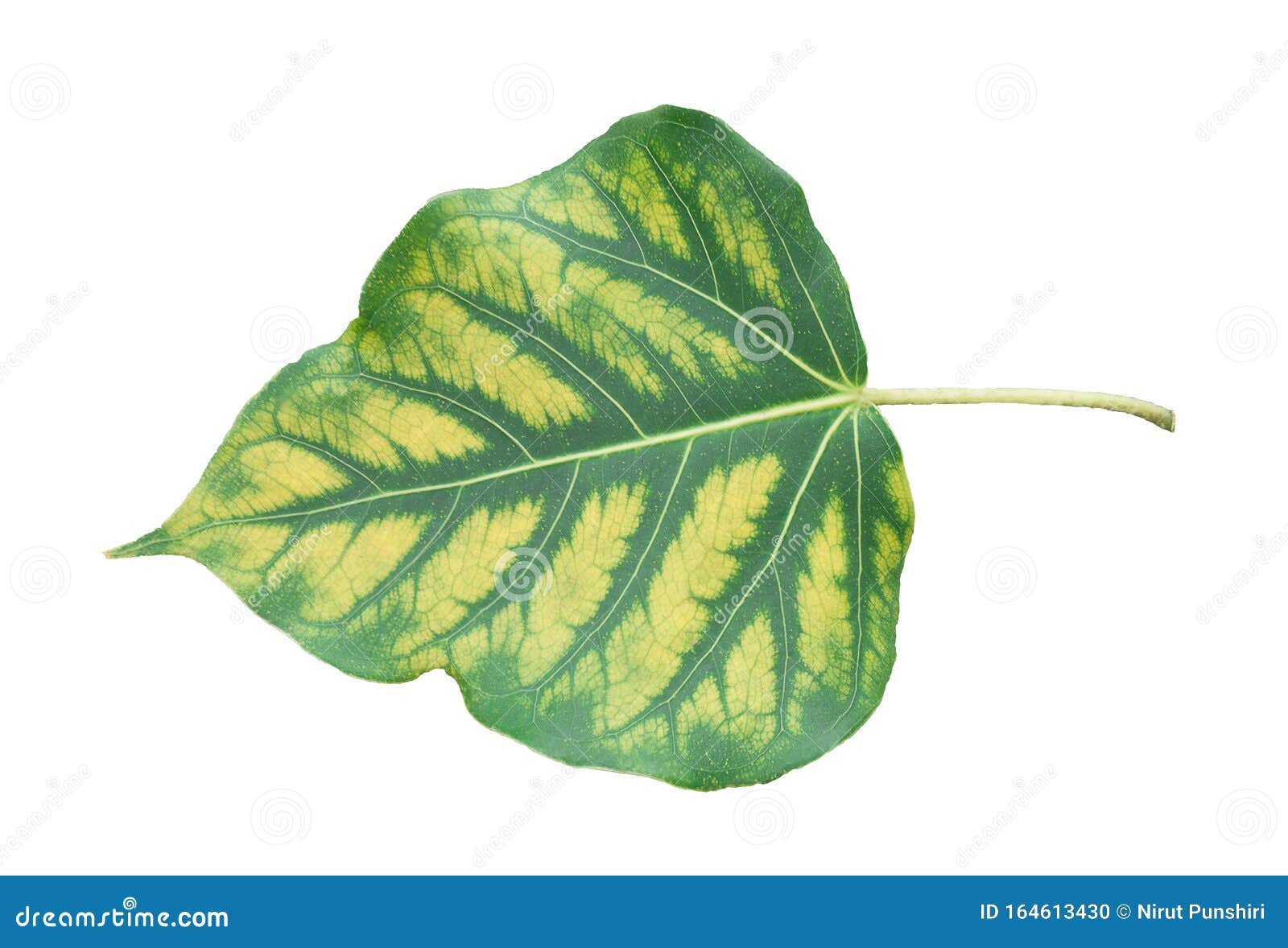 Pho Tree Leaves on White Background Stock Photo - Image of life, grow ...