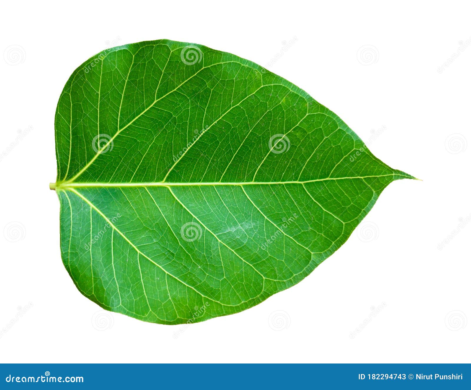 Pho Tree Leaves on a White Background Stock Image - Image of flora ...