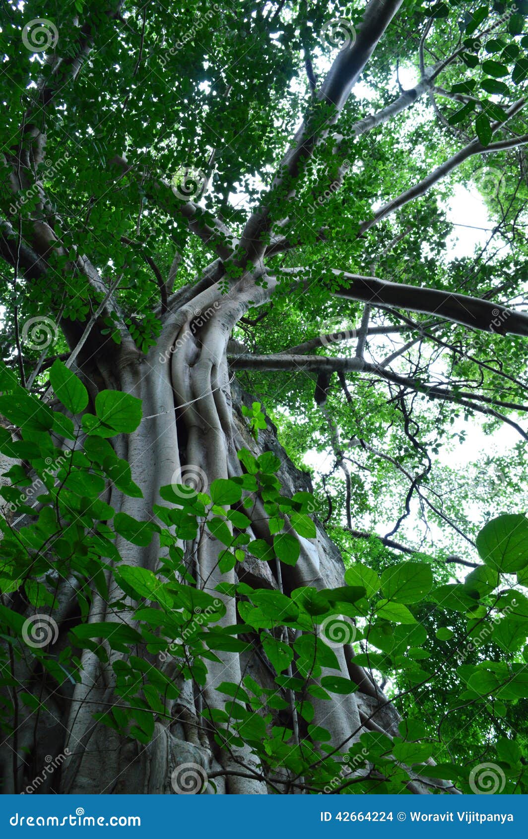 Pho tree on the rocks stock photo. Image of color, line - 42664224