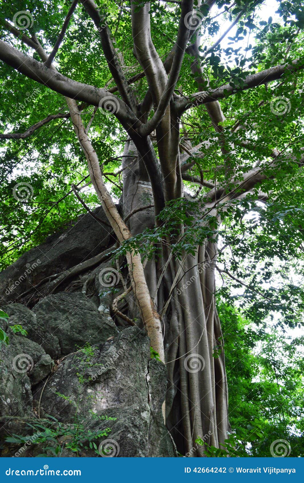 Pho tree on the rocks stock photo. Image of natural, buddhist - 42664242