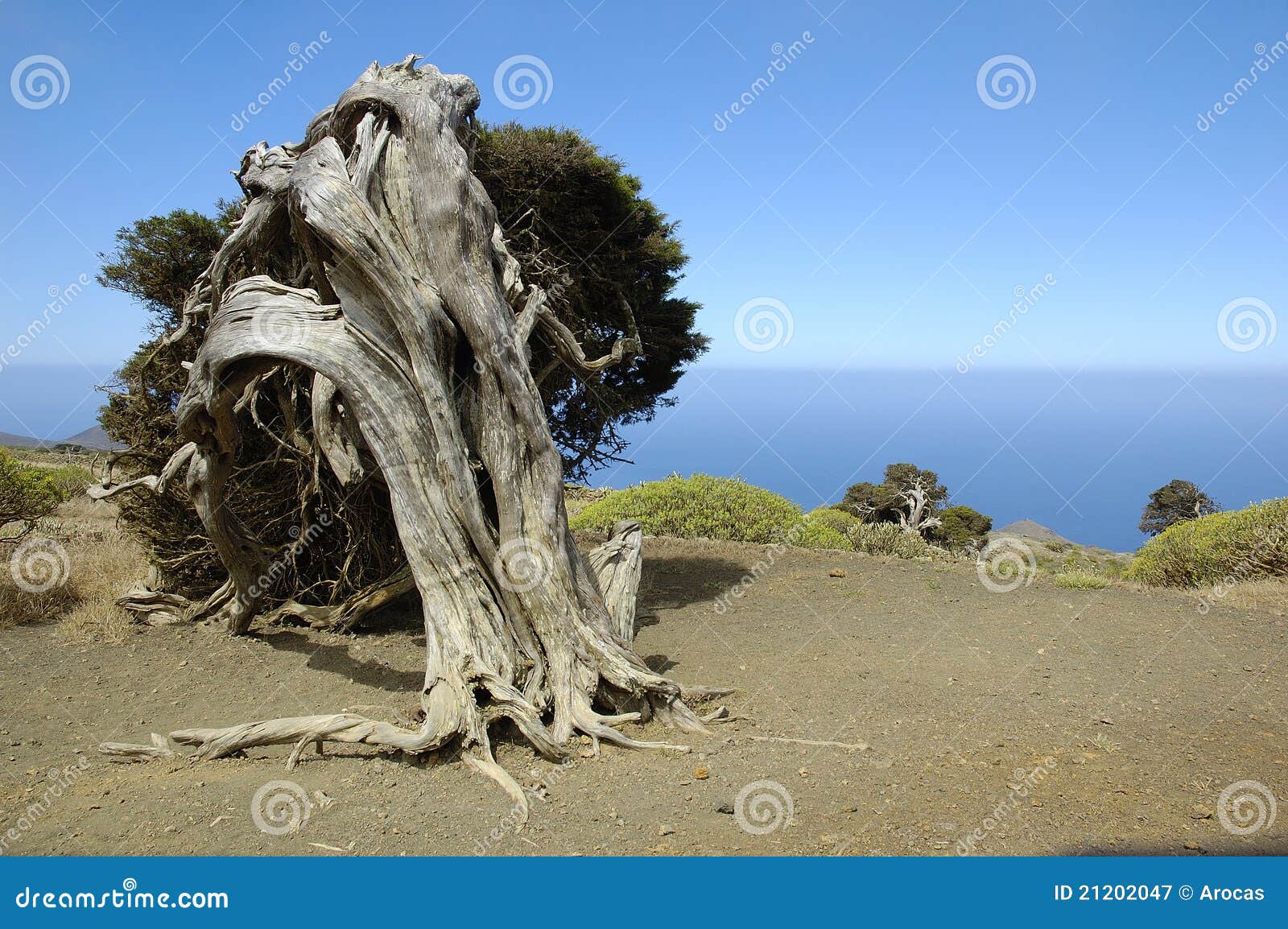 Phoenicea del Juniperus imagen de archivo. Imagen de canario - 21202047