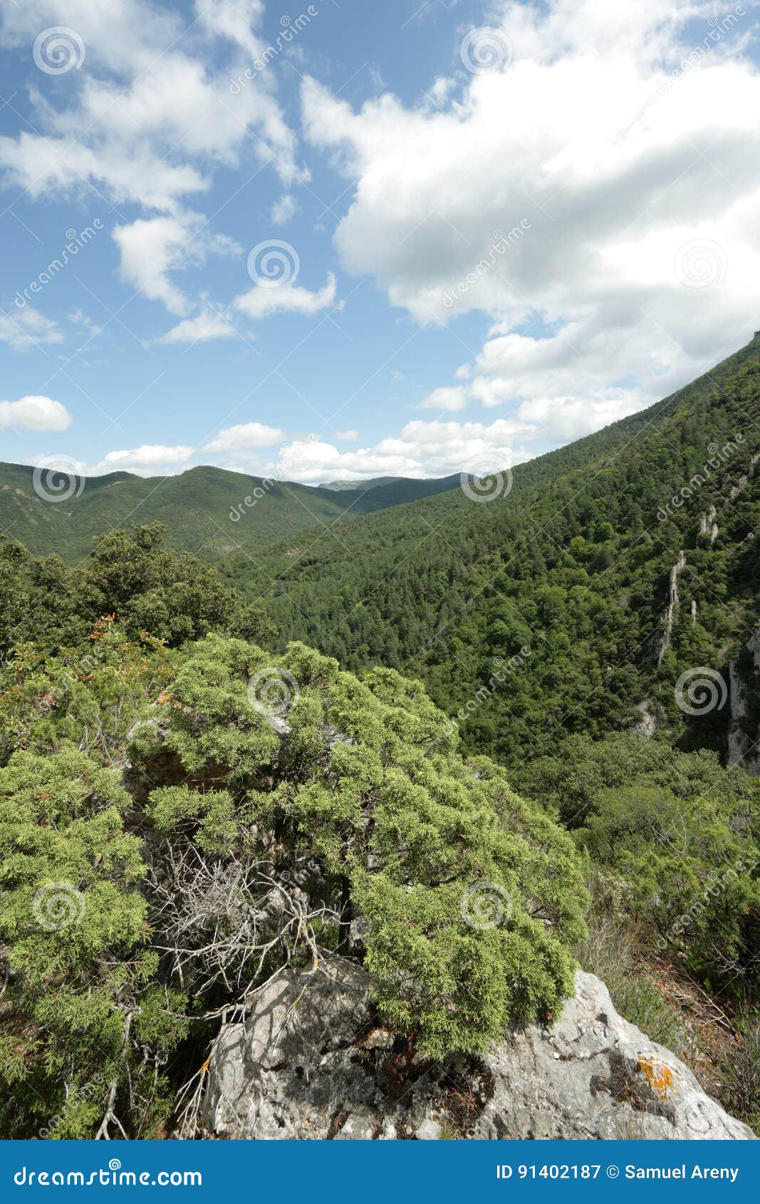 Phoenicean juniper or Arar stock image. Image of gymnosperms - 91402187