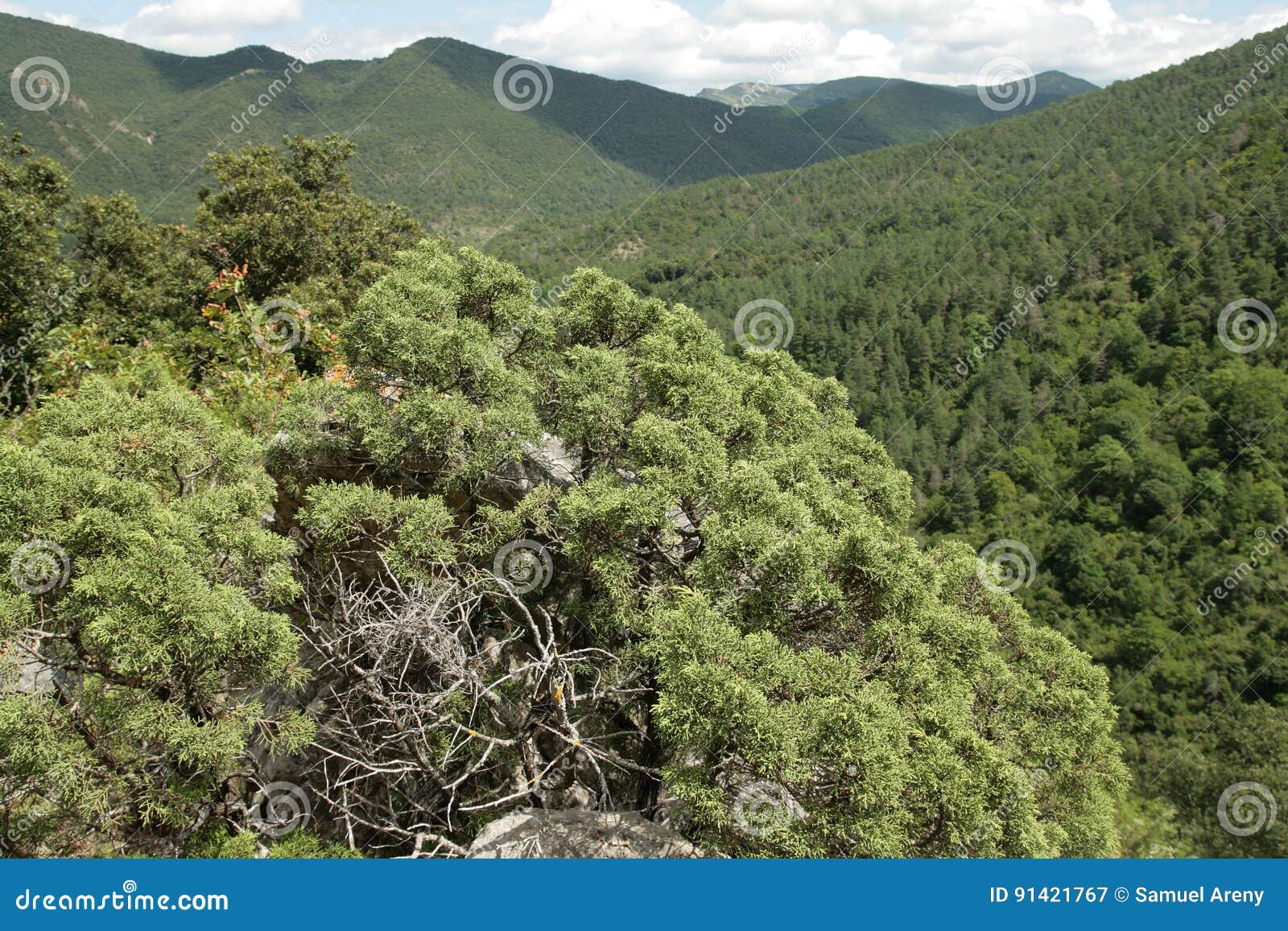Phoenicean juniper or Arar stock image. Image of coniferous - 91421767