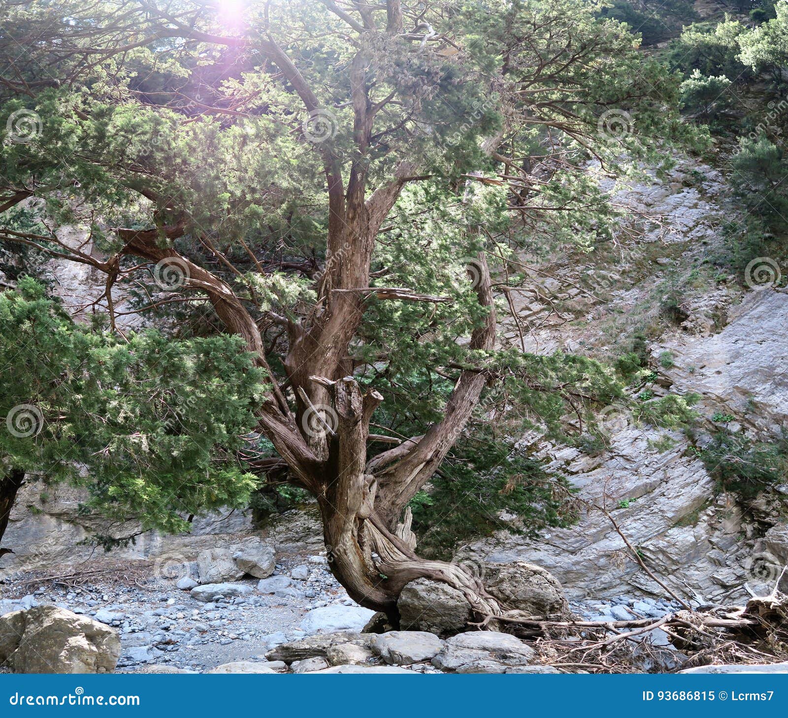 Juniperus Phoenicea L, Black Juniper Or Smooth Juniper. Commonly Known ...